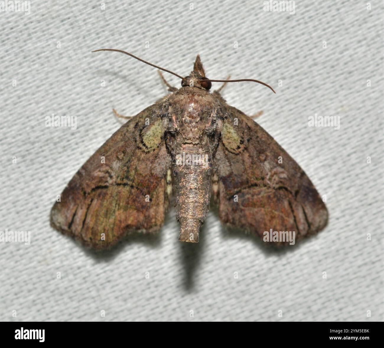 Pygmy Paectes Moth (Paectes pygmaea Stock Photo - Alamy