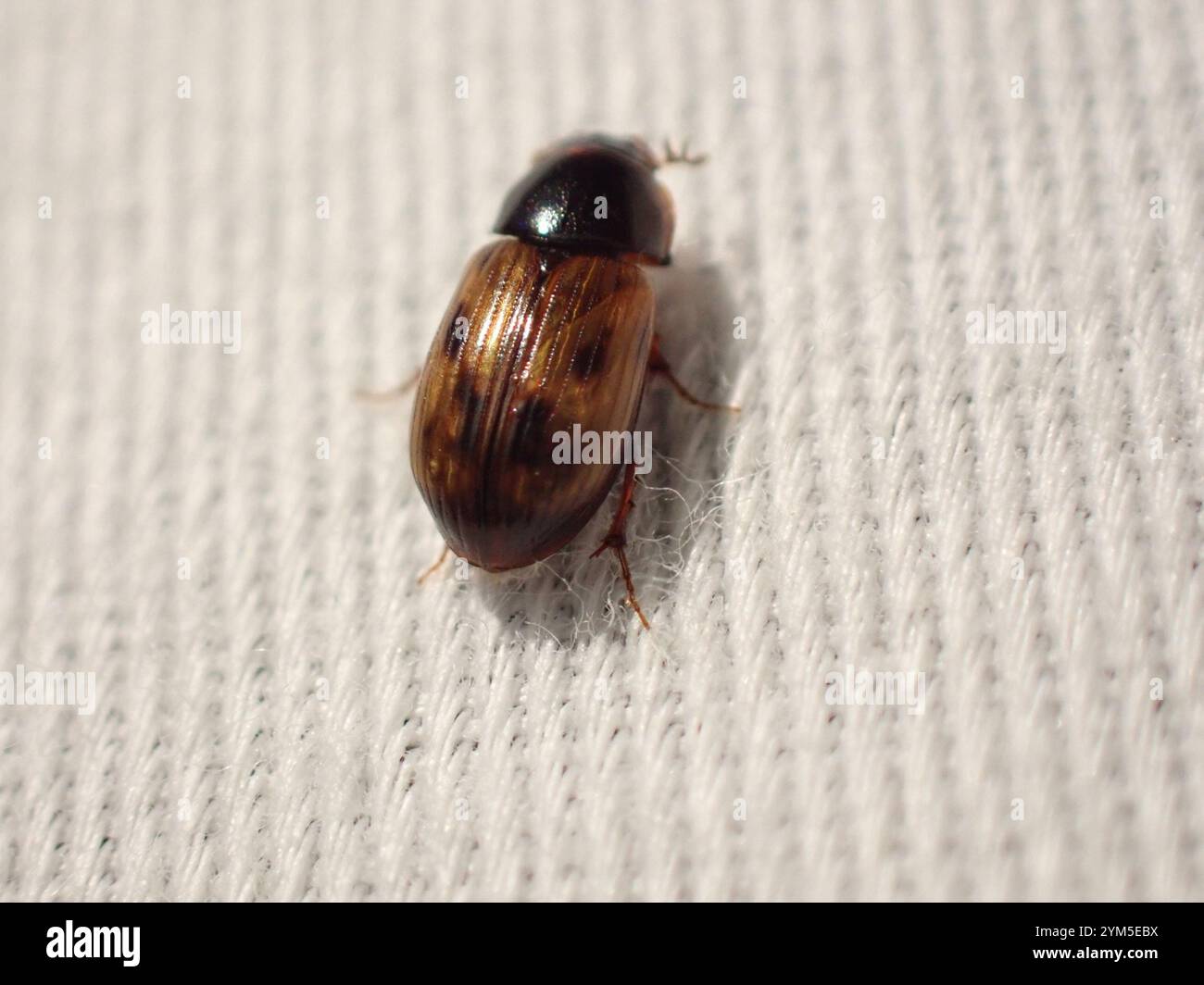 Small Dung Beetles (Aphodiinae Stock Photo - Alamy