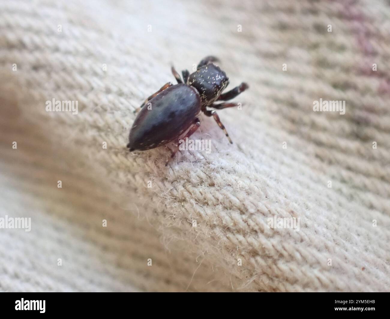 Leaf-beetle Jumping Spiders (Sassacus Stock Photo - Alamy