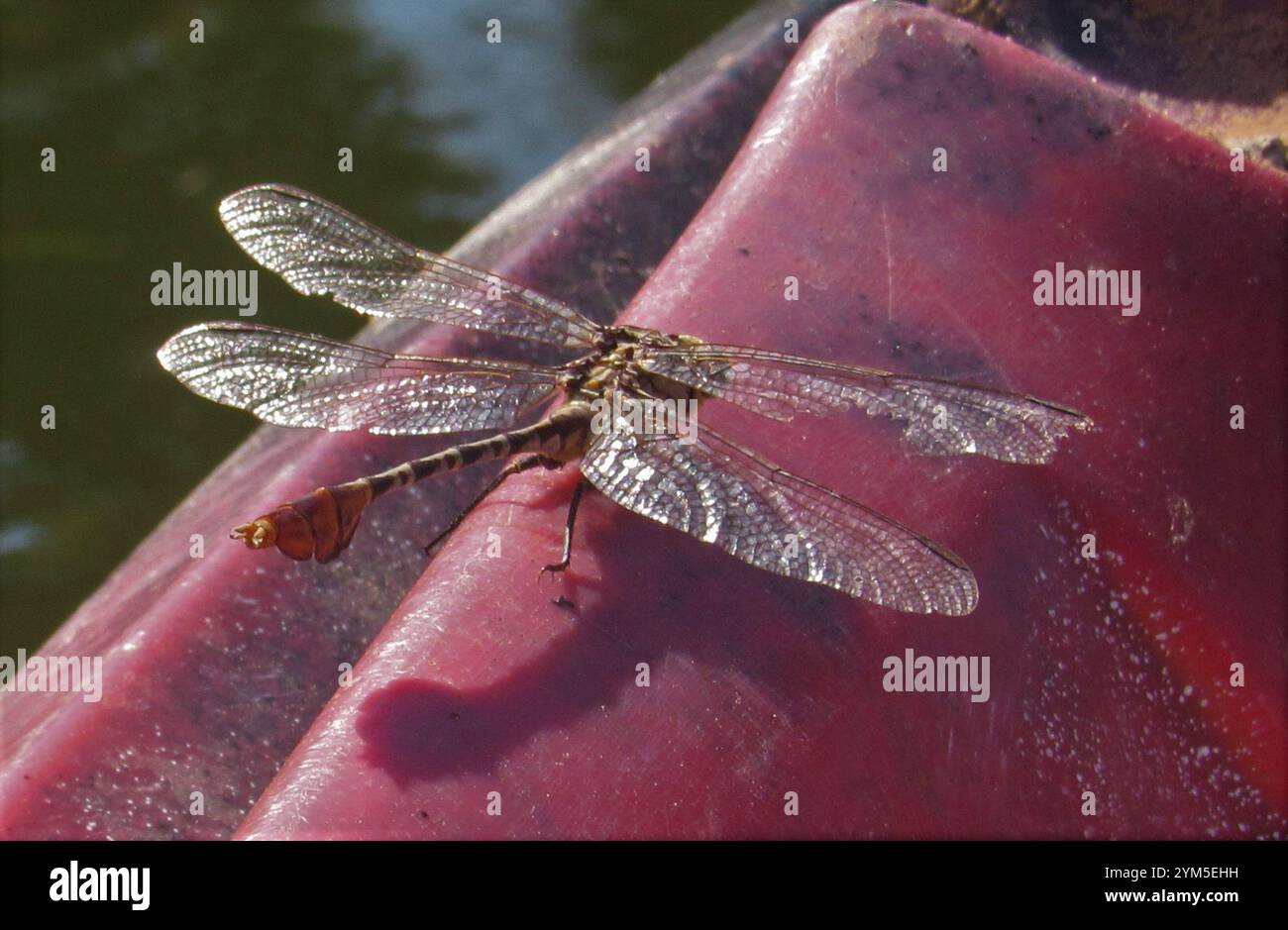 Flag-tailed Spinyleg (Dromogomphus spoliatus Stock Photo - Alamy