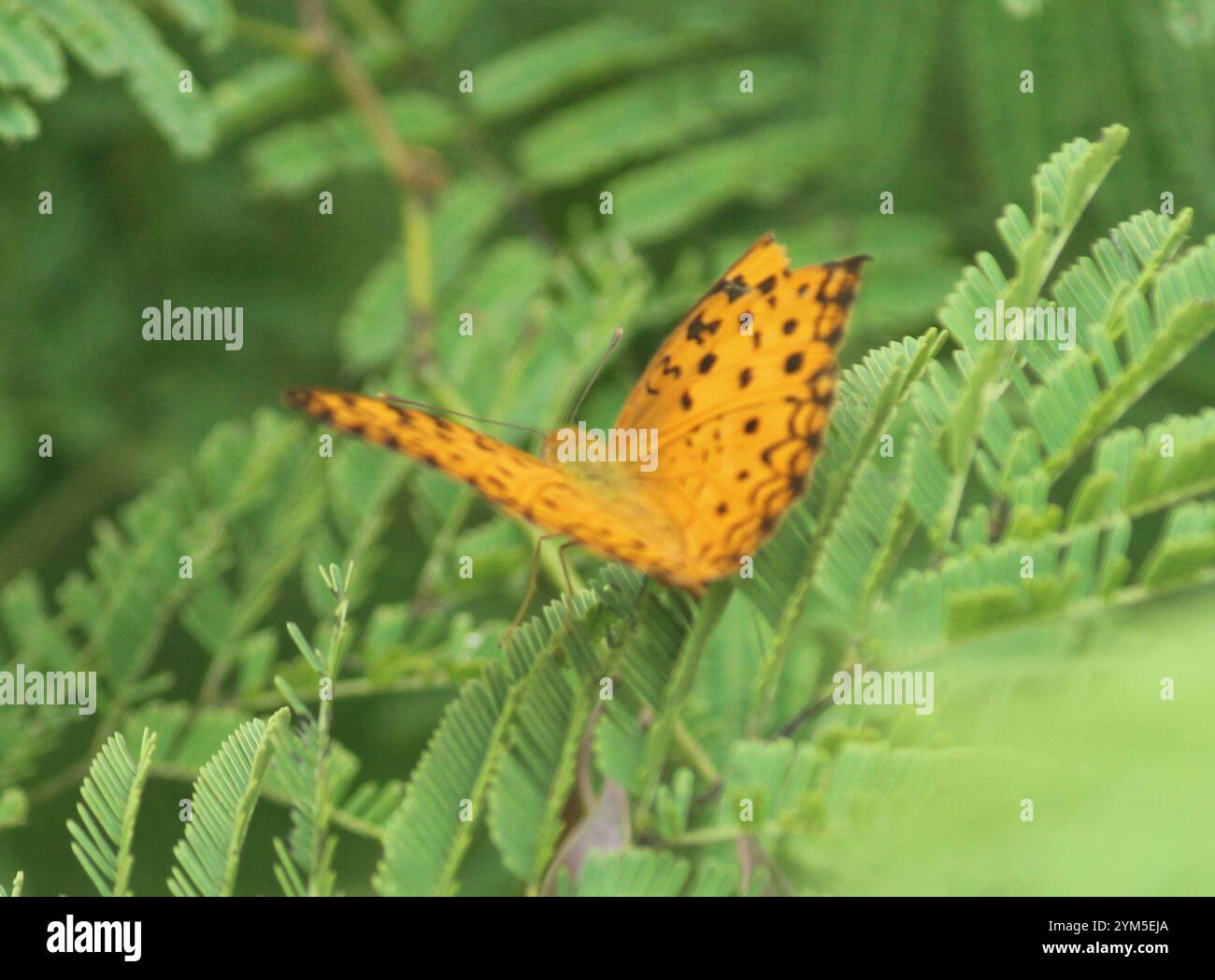 Common Leopard (Phalanta phalantha Stock Photo - Alamy