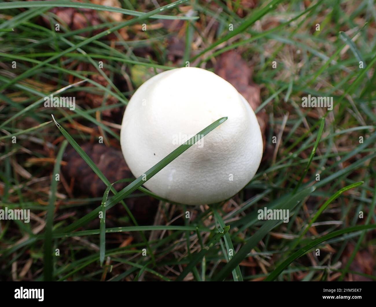 White Dapperling (Leucoagaricus leucothites Stock Photo - Alamy