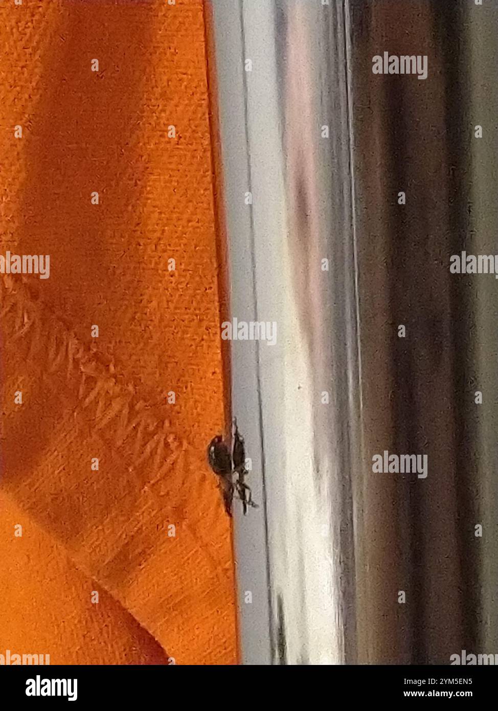 Sweet Potato Weevil (Cylas formicarius Stock Photo - Alamy