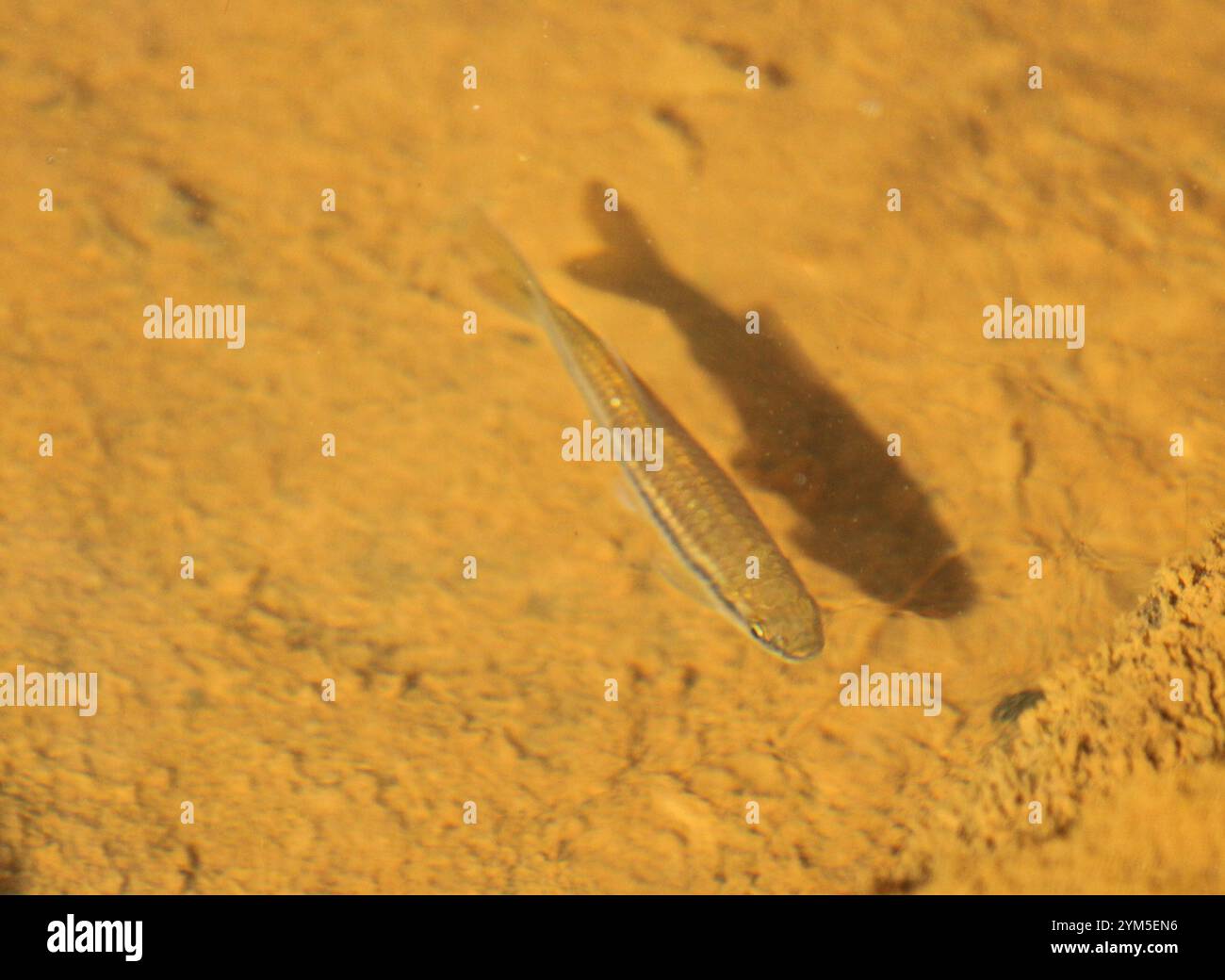 True Rasboras (Rasbora Stock Photo - Alamy