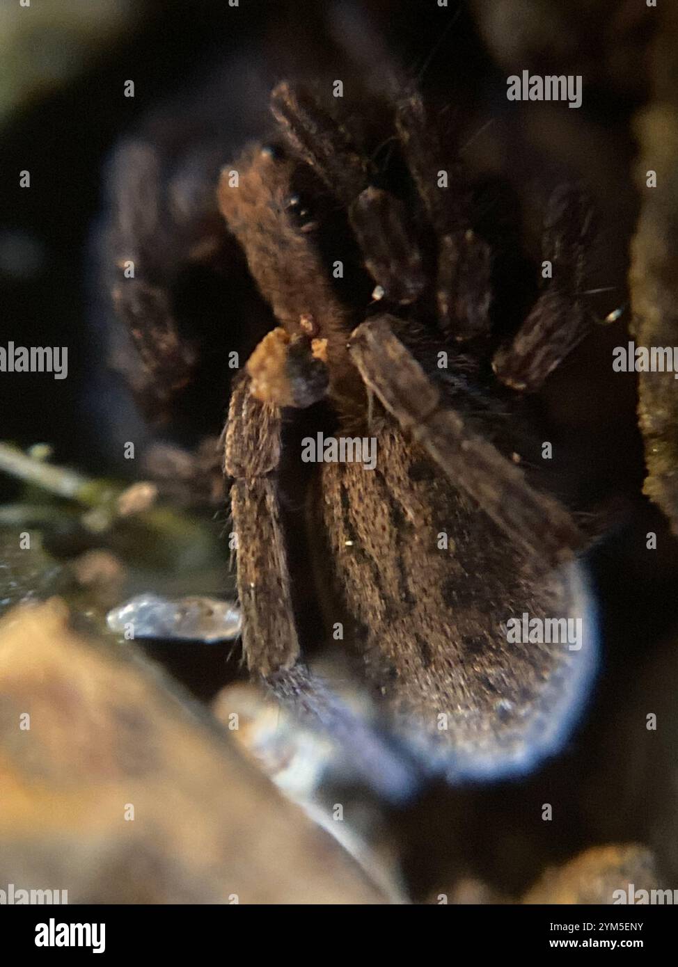 Common fox spider hi-res stock photography and images - Alamy