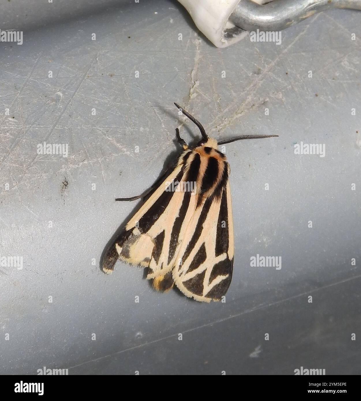 Harnessed Tiger Moth (Apantesis phalerata Stock Photo - Alamy