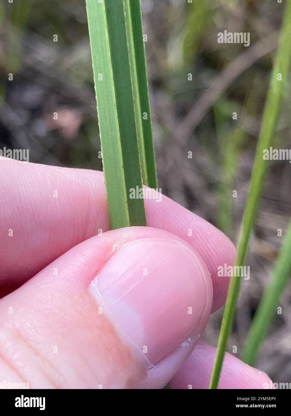 Jamaica swamp sawgrass (Cladium mariscus jamaicense Stock Photo - Alamy