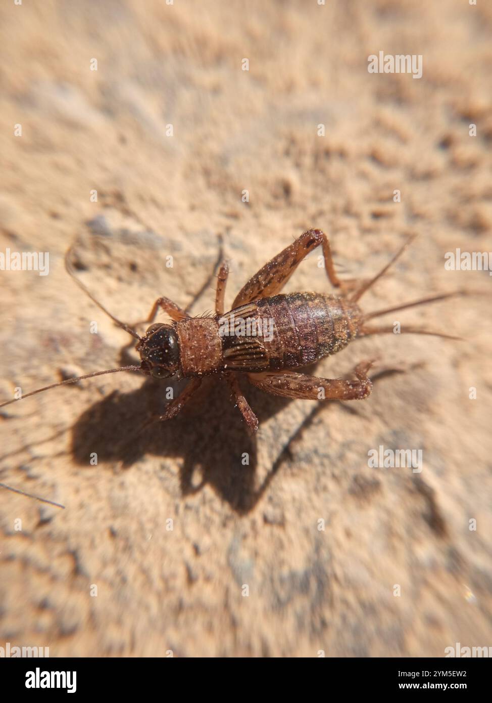 Nemobius hi-res stock photography and images - Alamy
