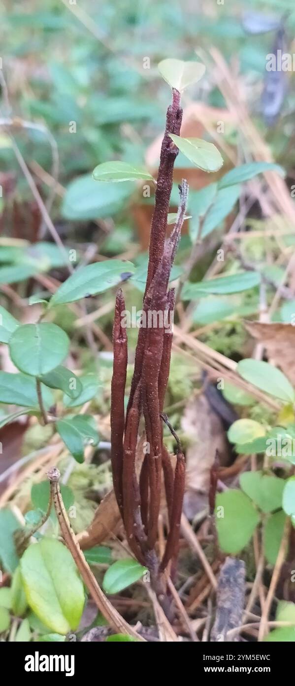 Huckleberry Broom Rust Fungus (Calyptospora columnaris Stock Photo - Alamy