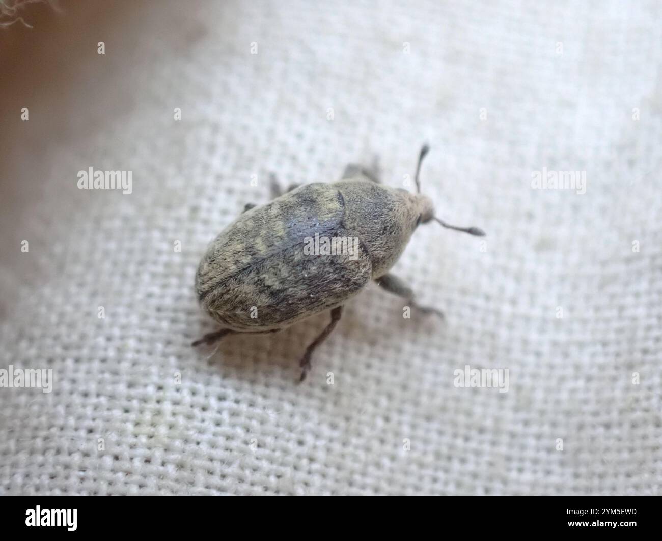 Lesser Knapweed Flower Weevil (Larinus minutus Stock Photo - Alamy