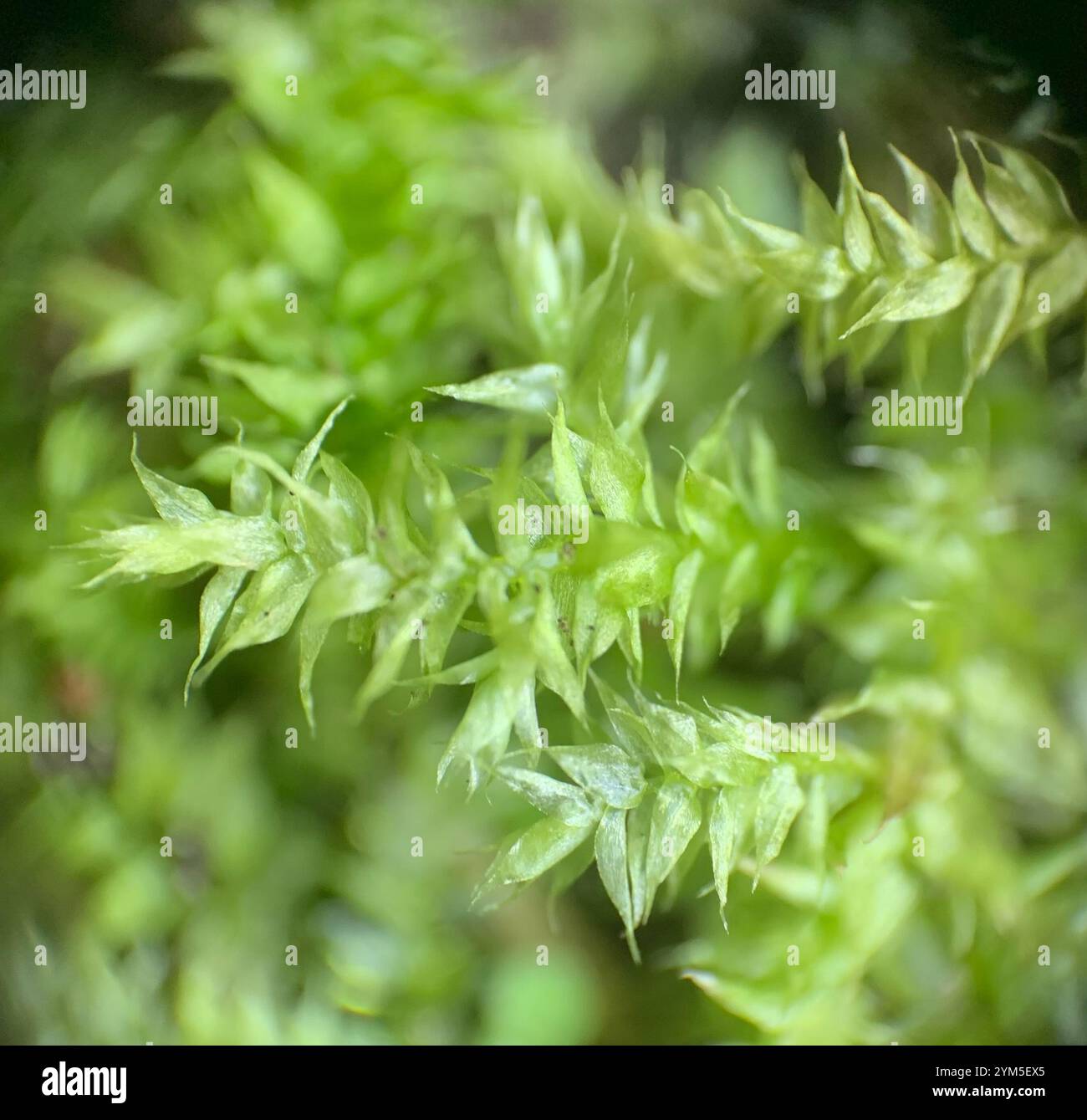 Isopterygium Moss (Isopterygium tenerum Stock Photo - Alamy