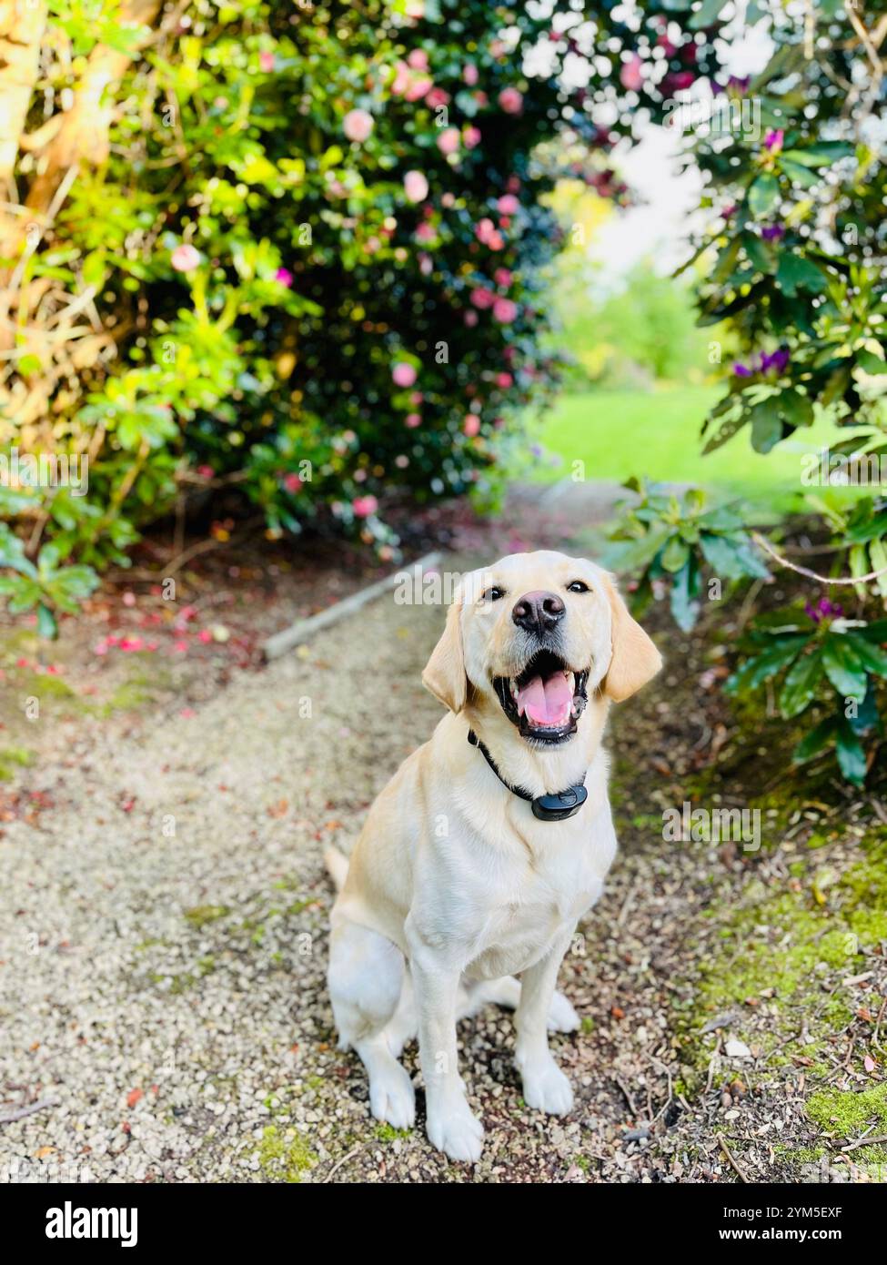 Doggie on walk dog hi-res stock photography and images - Alamy