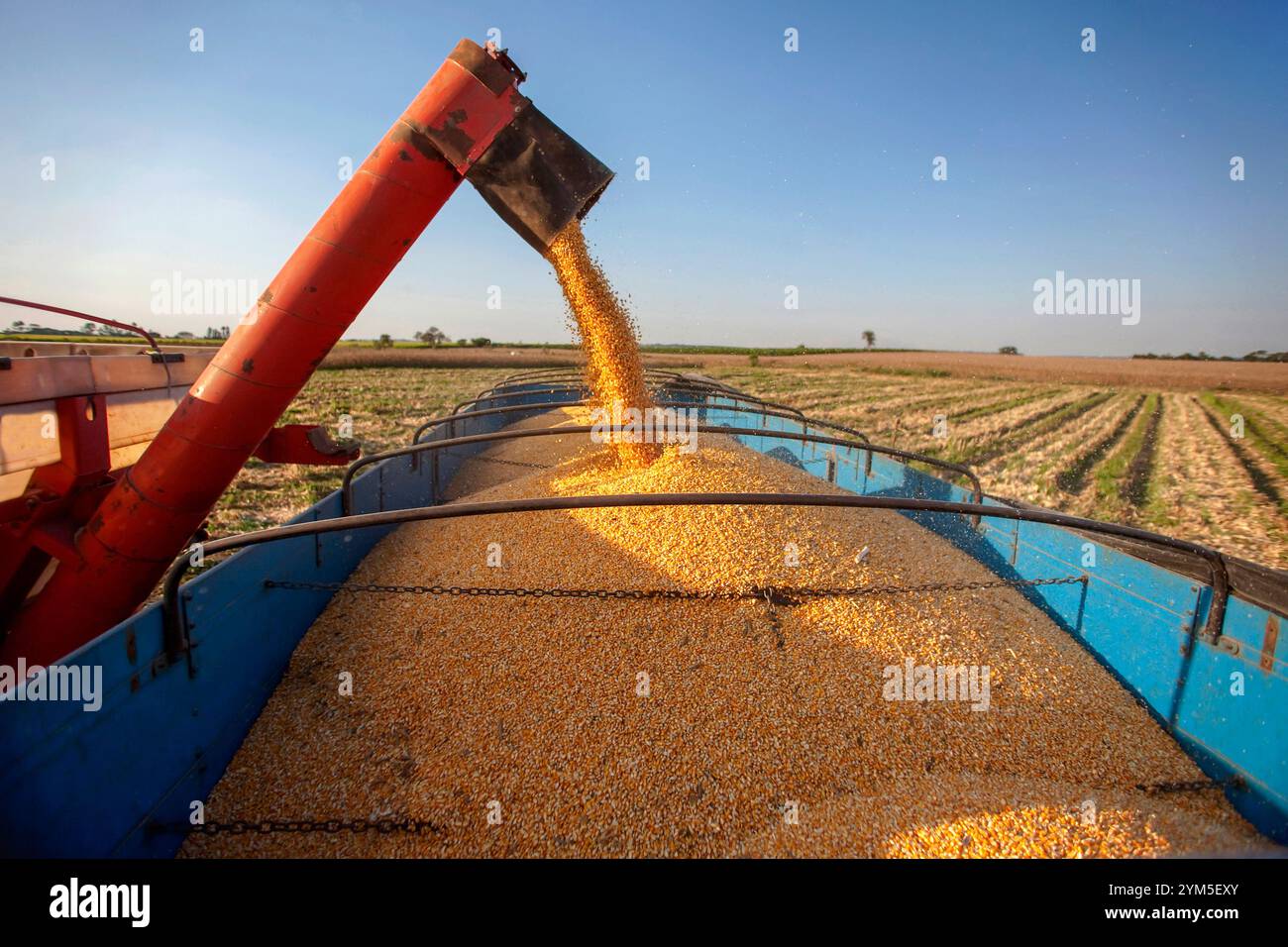 Pouring corn grain into tractor trailer after harvest on countryside of ...