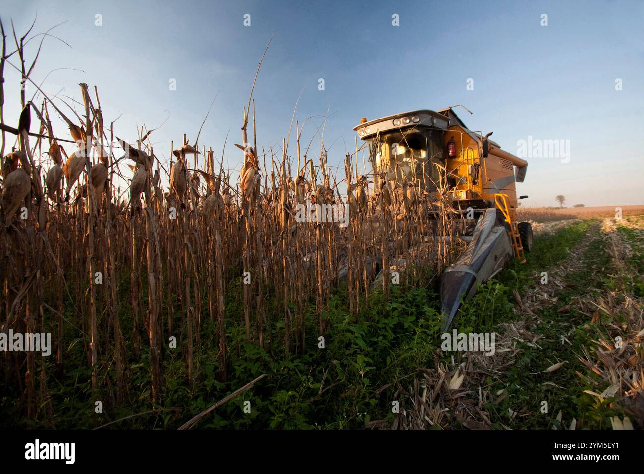 Corn - maize -harvest with tractor on countryside of Brazil Stock Photo ...