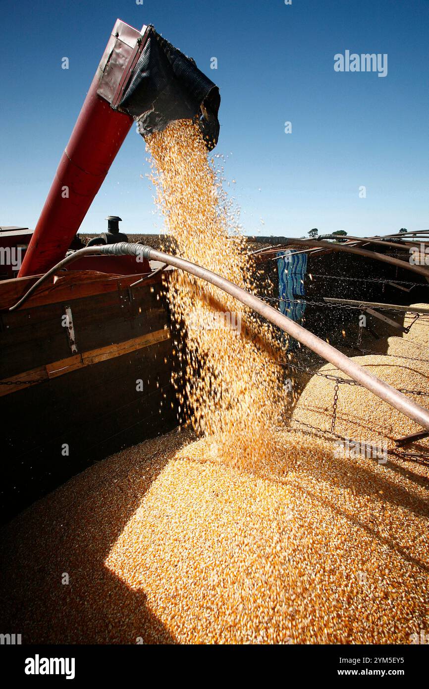 Pouring corn grain into tractor trailer after harvest on countryside of ...