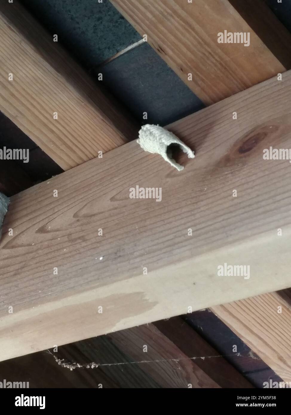 Trypoxylon politum wasp hi-res stock photography and images - Alamy