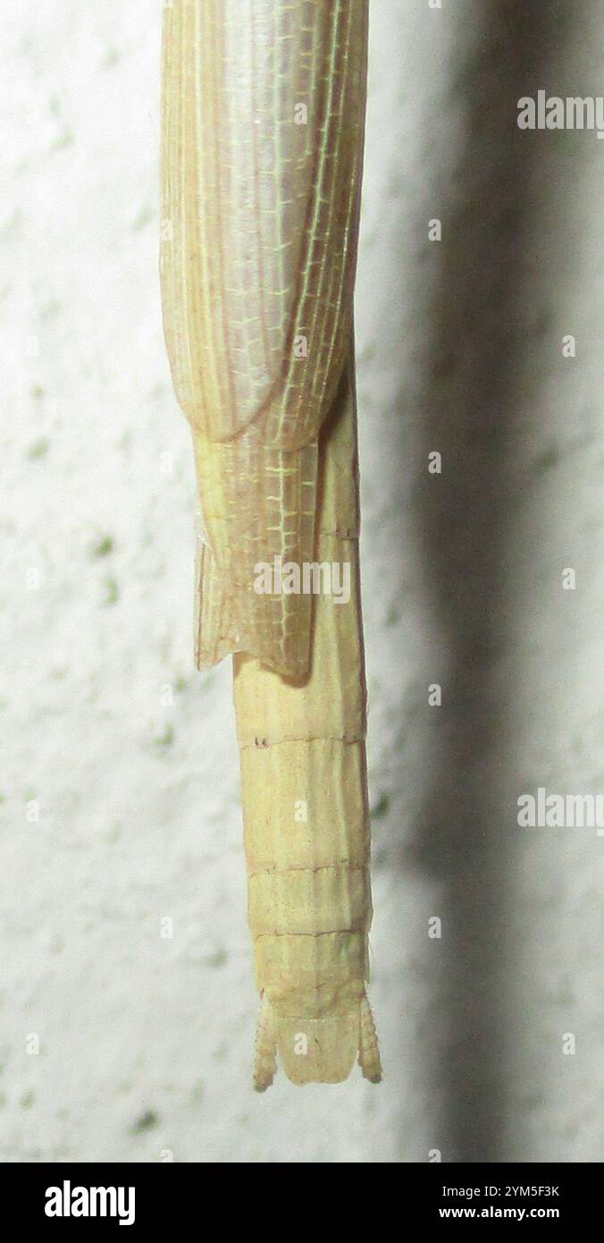 Hammerhead Mantis (Hoplocoryphella grandis Stock Photo - Alamy