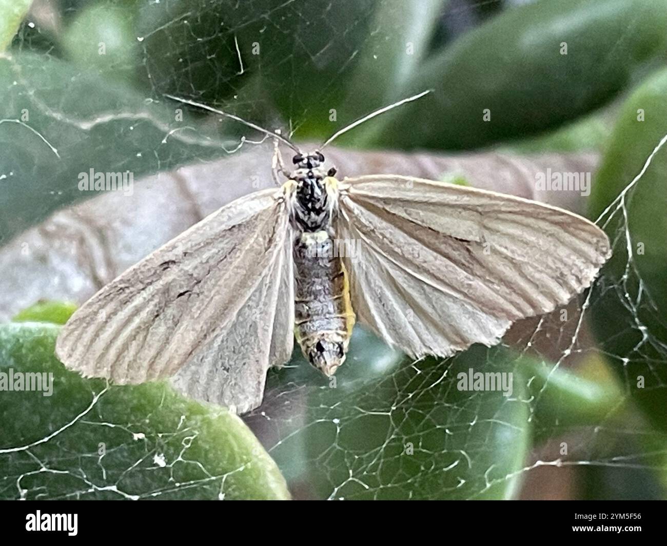 California Oak Moth (Phryganidia californica Stock Photo - Alamy