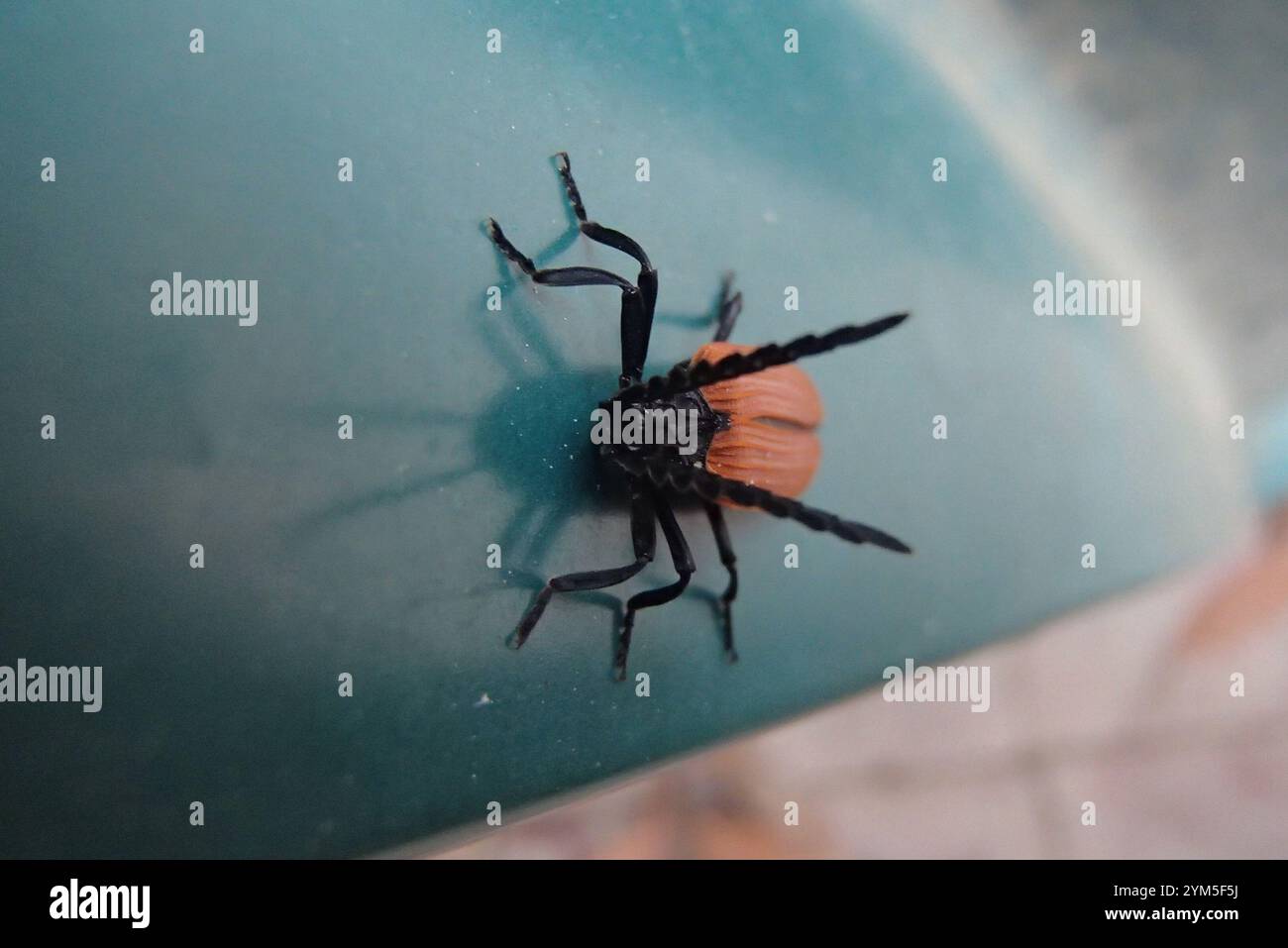 Long-nosed Lycid Beetle (Porrostoma rhipidium Stock Photo - Alamy