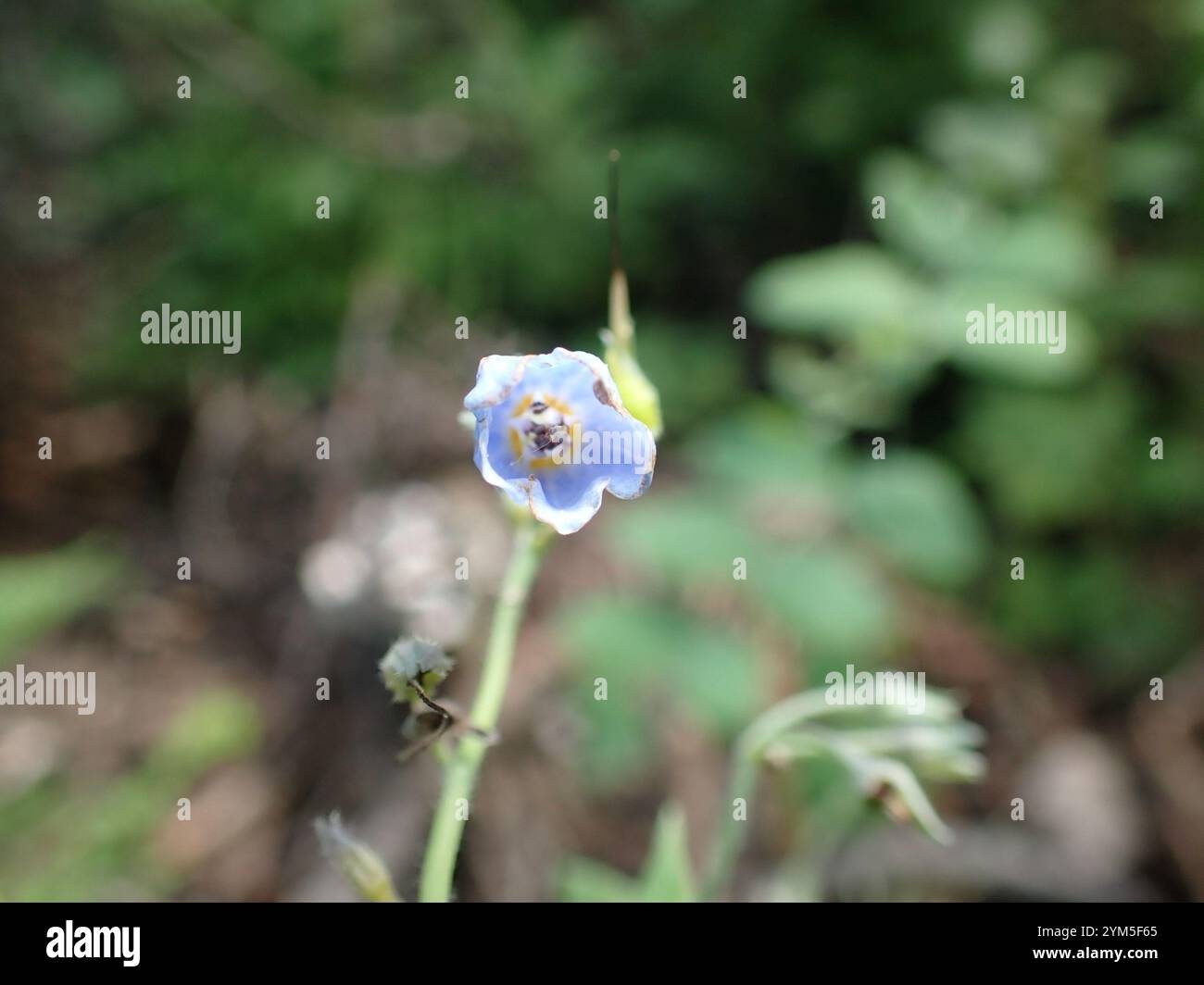Tall Bluebell (Mertensia paniculata Stock Photo - Alamy
