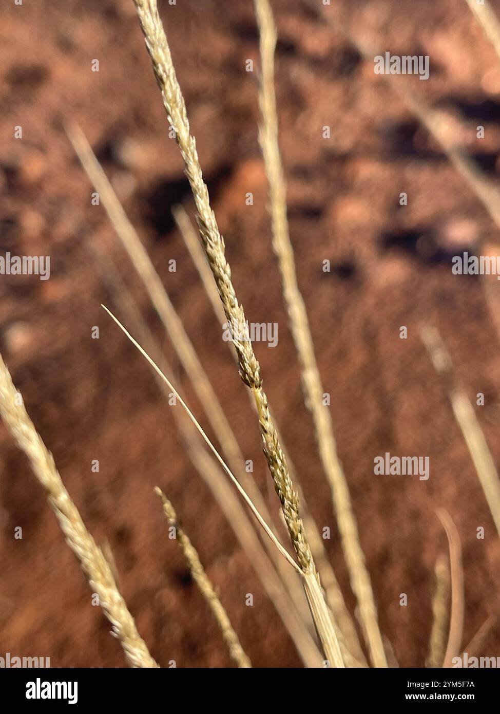Spike Dropseed (Sporobolus contractus Stock Photo - Alamy