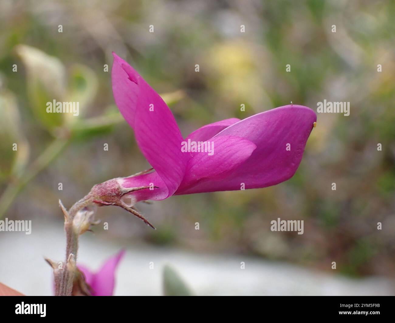Boreal Sweet-vetch (Hedysarum boreale Stock Photo - Alamy