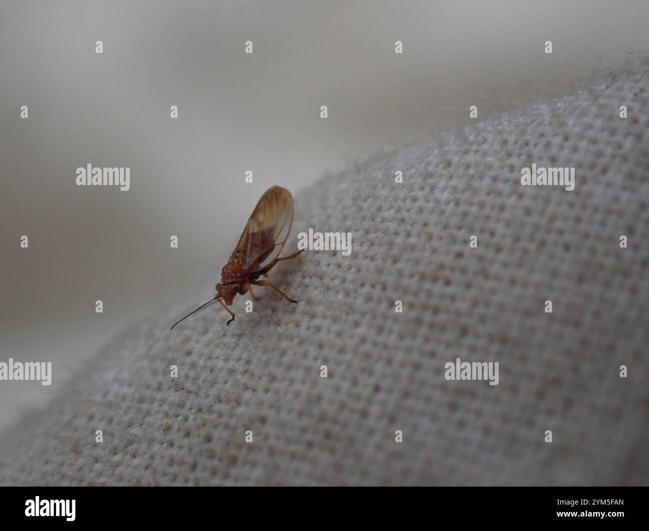 Psylloidea hi-res stock photography and images - Alamy