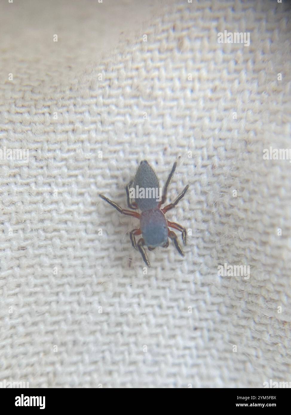 Thick-spined Jumping Spider (Tutelina similis Stock Photo - Alamy