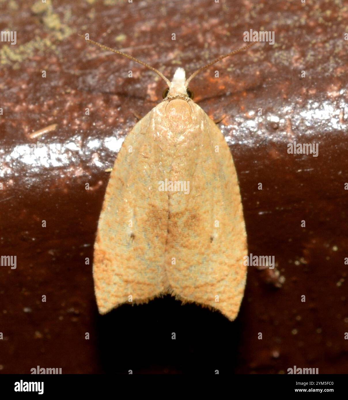 Batman Moth (Coelostathma discopunctana Stock Photo - Alamy