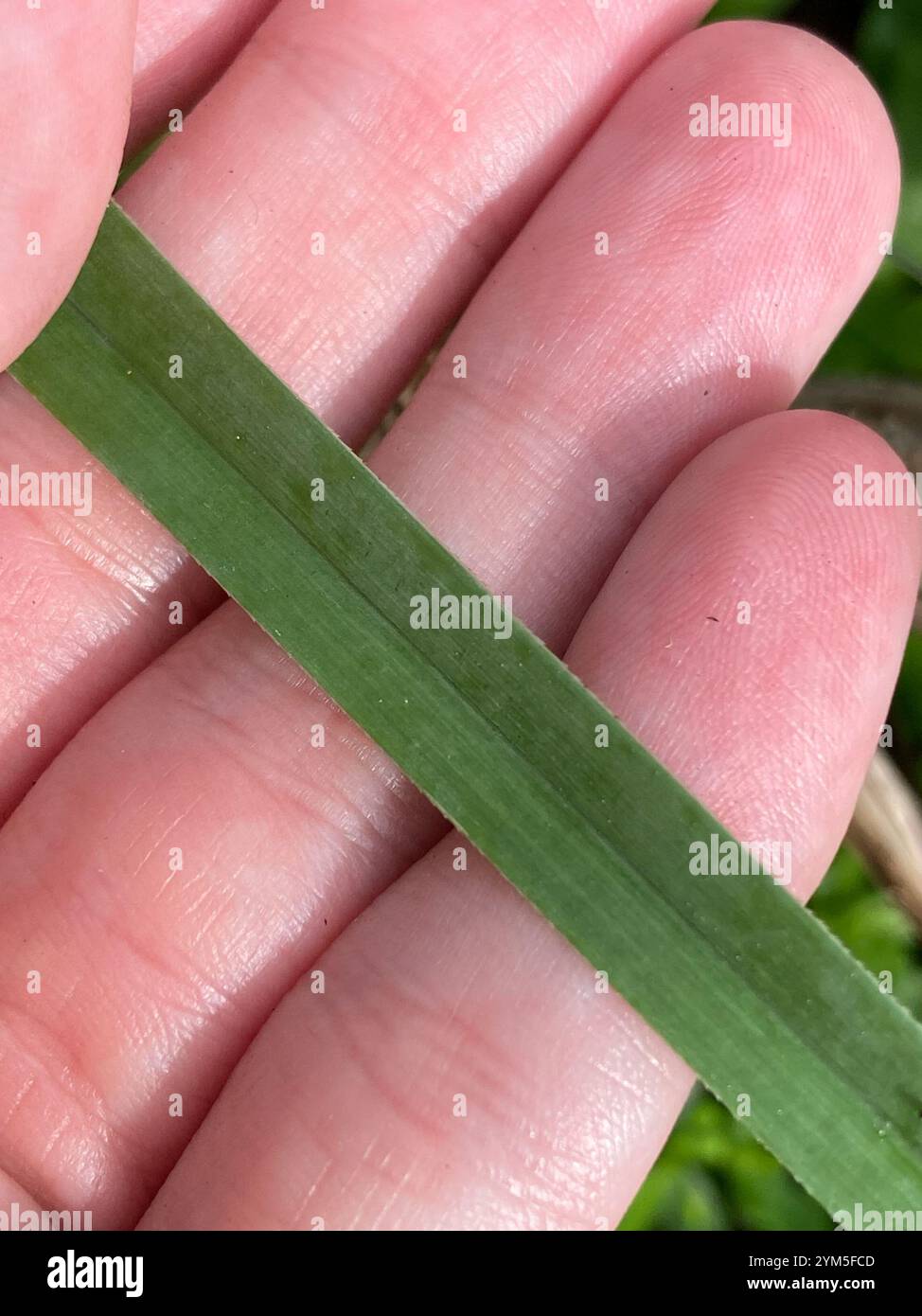 Swamp Flatsedge (Cyperus ligularis Stock Photo - Alamy