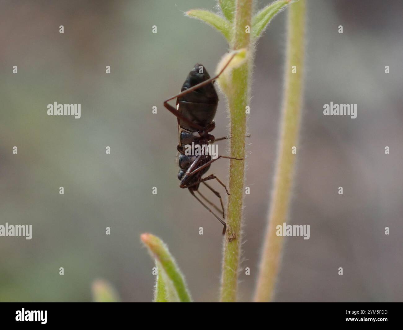 True Bugs (Heteroptera Stock Photo - Alamy