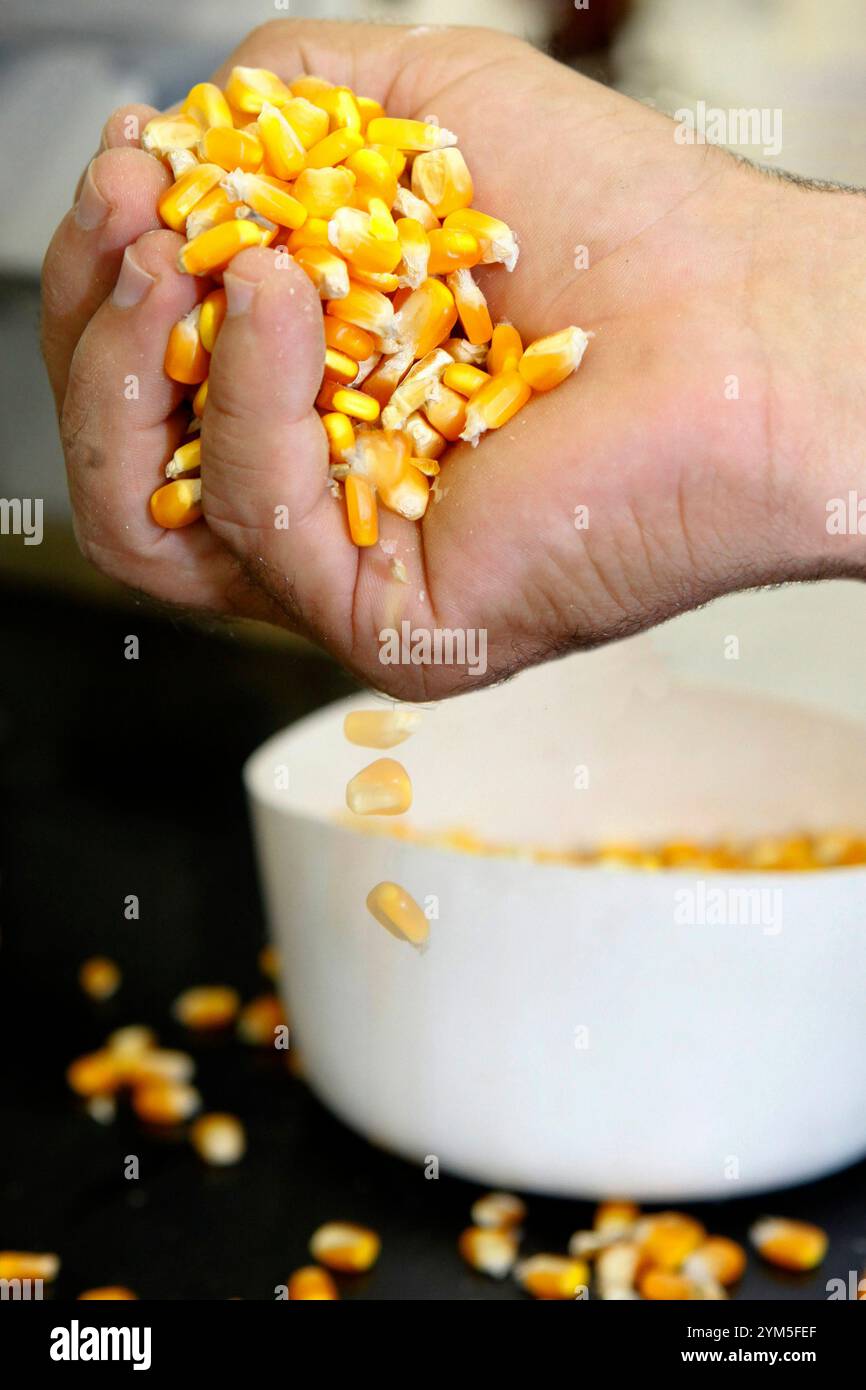 colse up of hand holding a grain of corn Stock Photo - Alamy