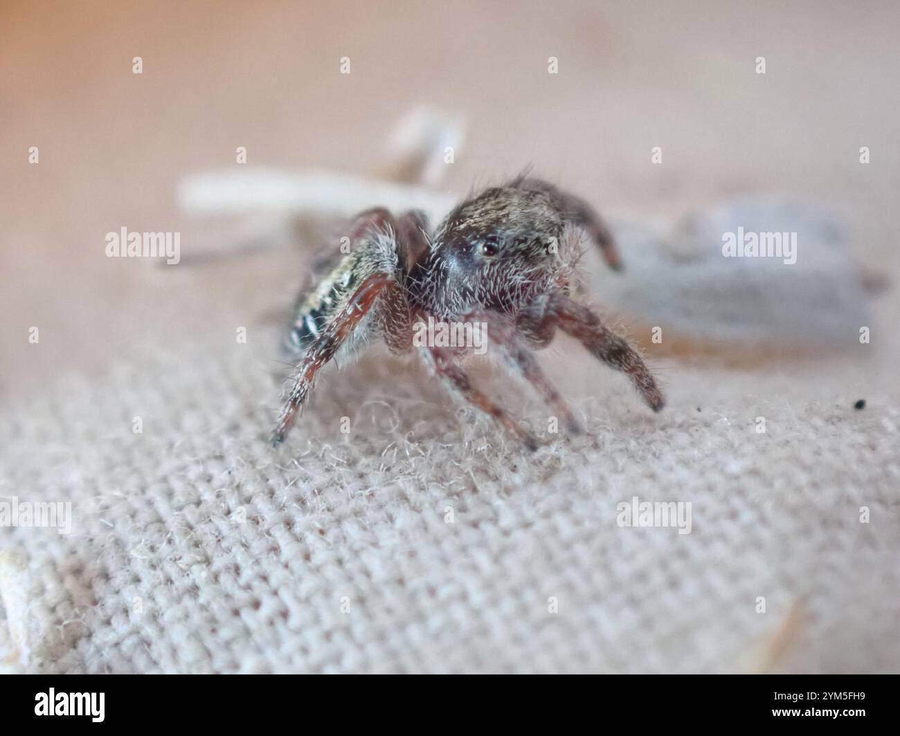 Marbled Purple Jumping Spider (Phidippus purpuratus Stock Photo - Alamy