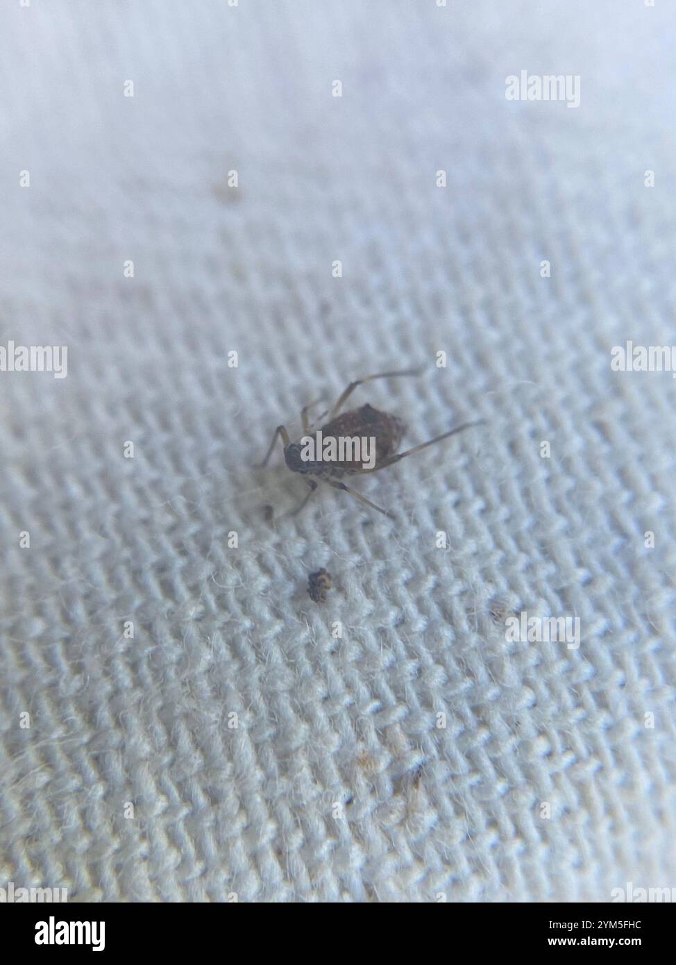 Giant Conifer Aphids (Cinara Stock Photo - Alamy