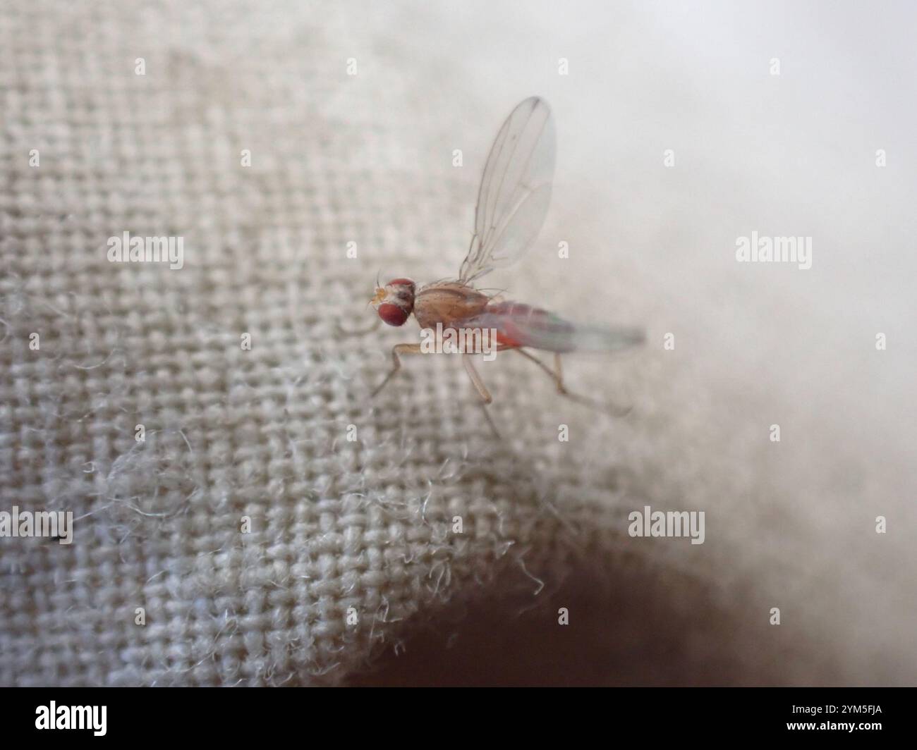 Scaptomyza hi-res stock photography and images - Alamy