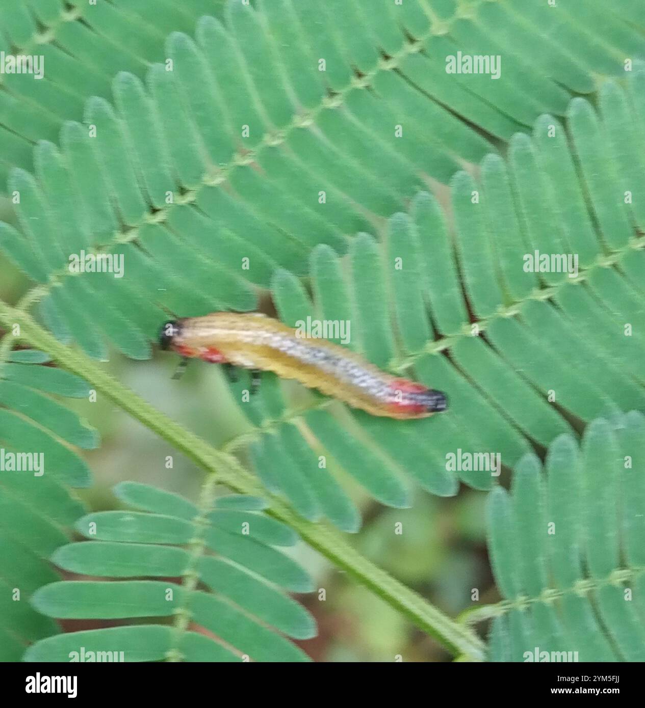 Typical Sawflies (Tenthredinoidea Stock Photo - Alamy