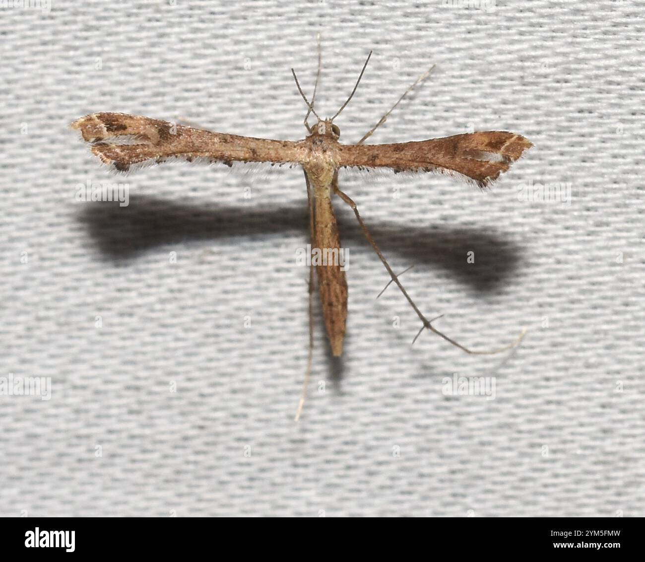 Sri Lanka Plume Moth (Stenoptilodes taprobanes Stock Photo - Alamy