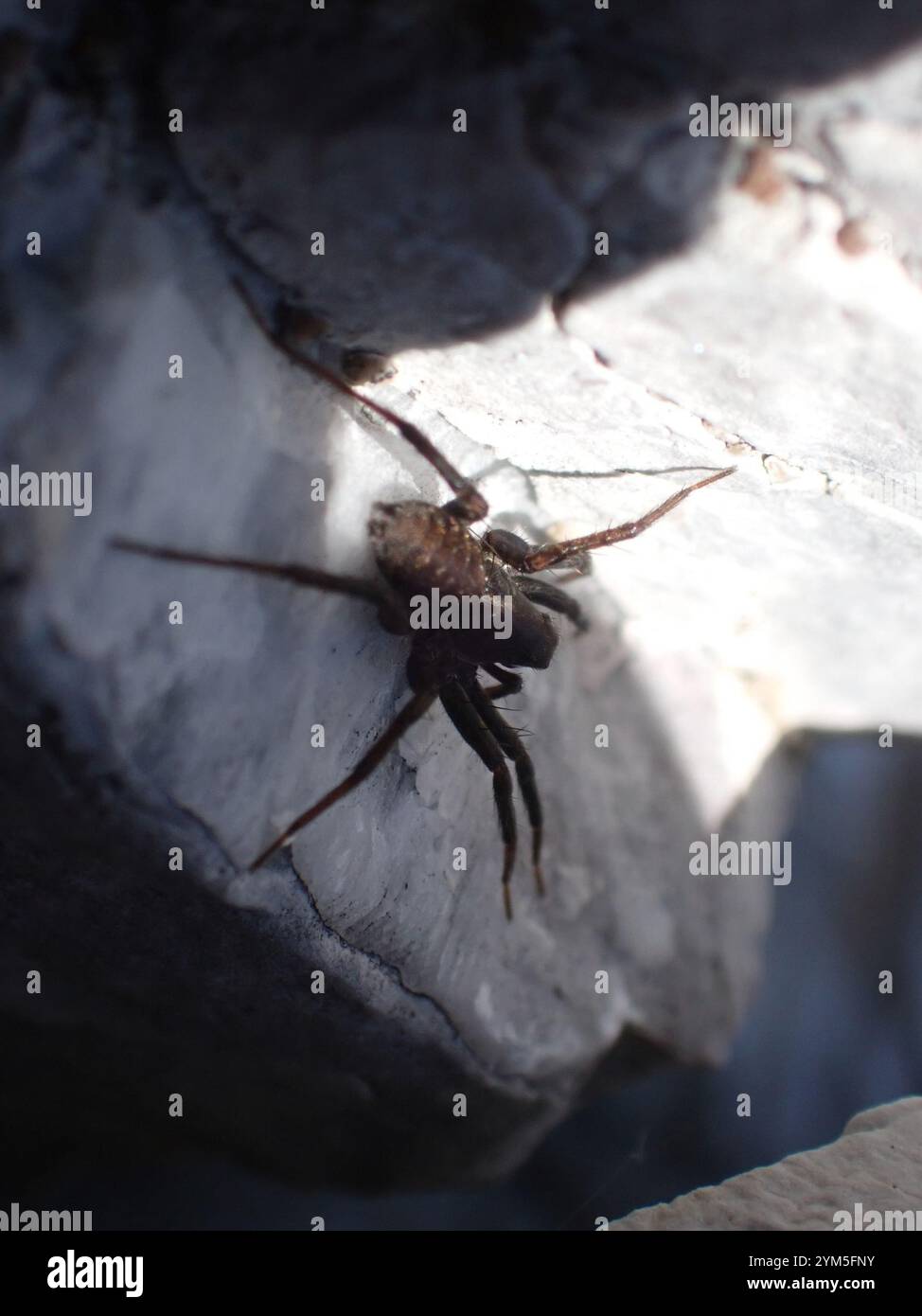Thin-legged Wolf Spiders (Pardosa Stock Photo - Alamy