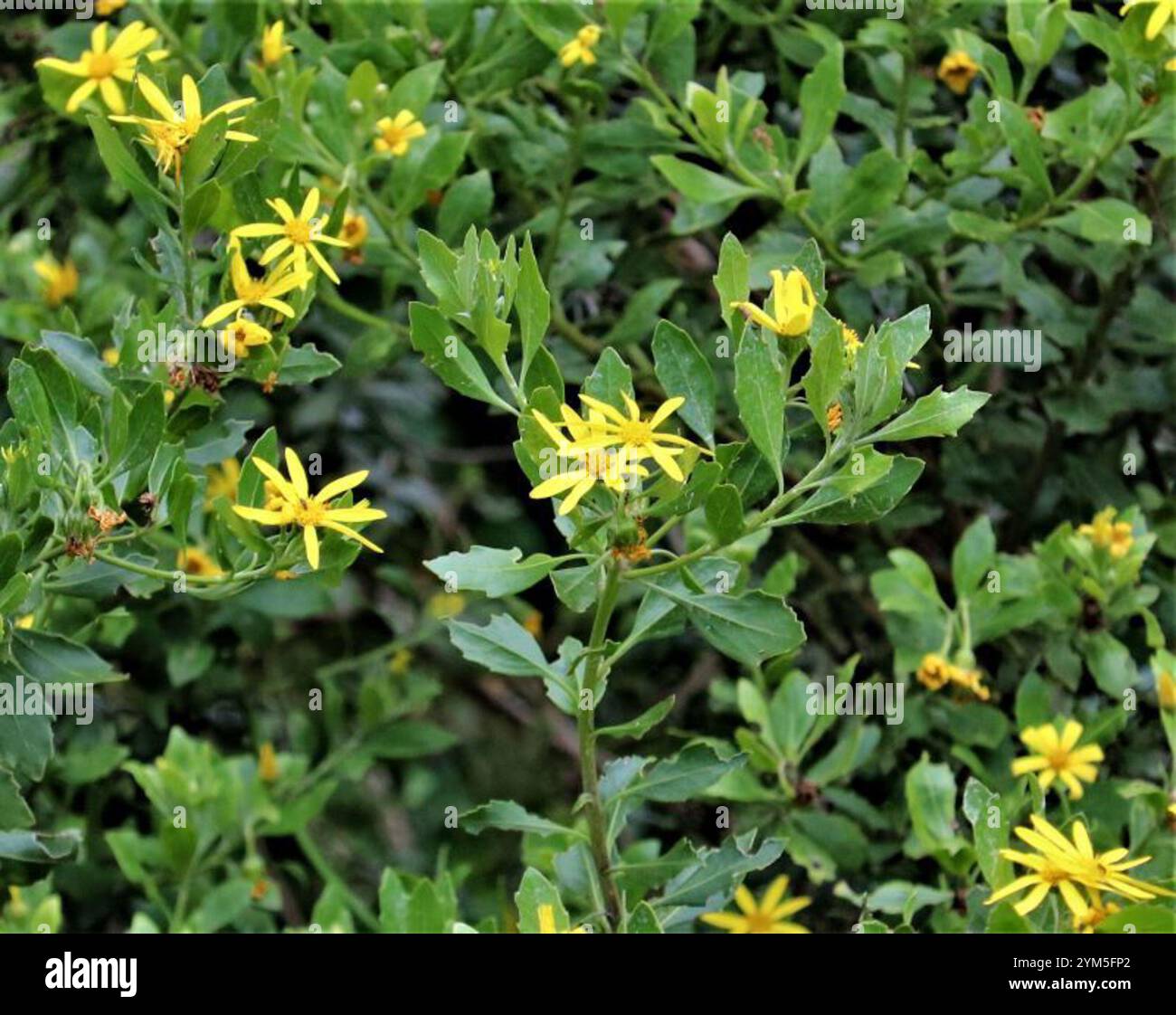 Bietou (Osteospermum moniliferum Stock Photo - Alamy