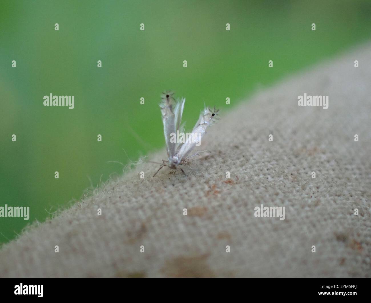 Aspen Serpentine Leafminer Moth (Phyllocnistis populiella Stock Photo ...
