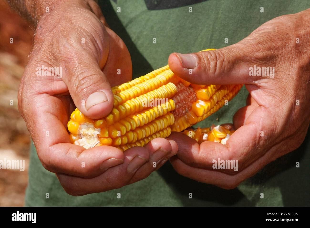 Hand holding ear corn hi-res stock photography and images - Alamy