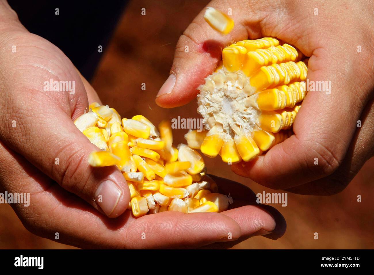 Hand holding ear corn hi-res stock photography and images - Alamy