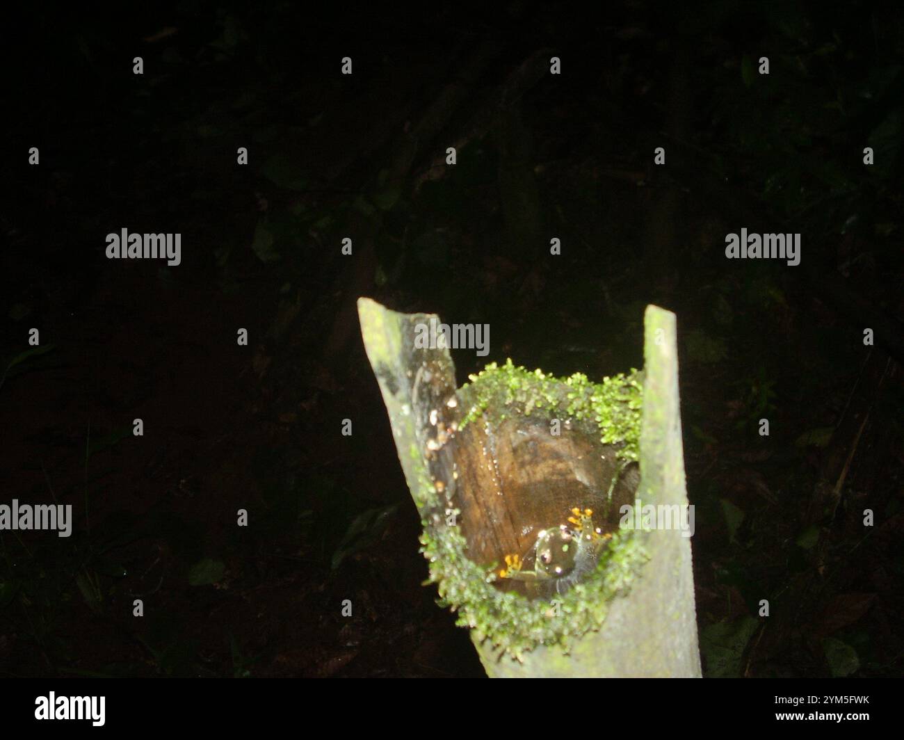 São Tomé Giant Treefrog (Hyperolius thomensis Stock Photo - Alamy