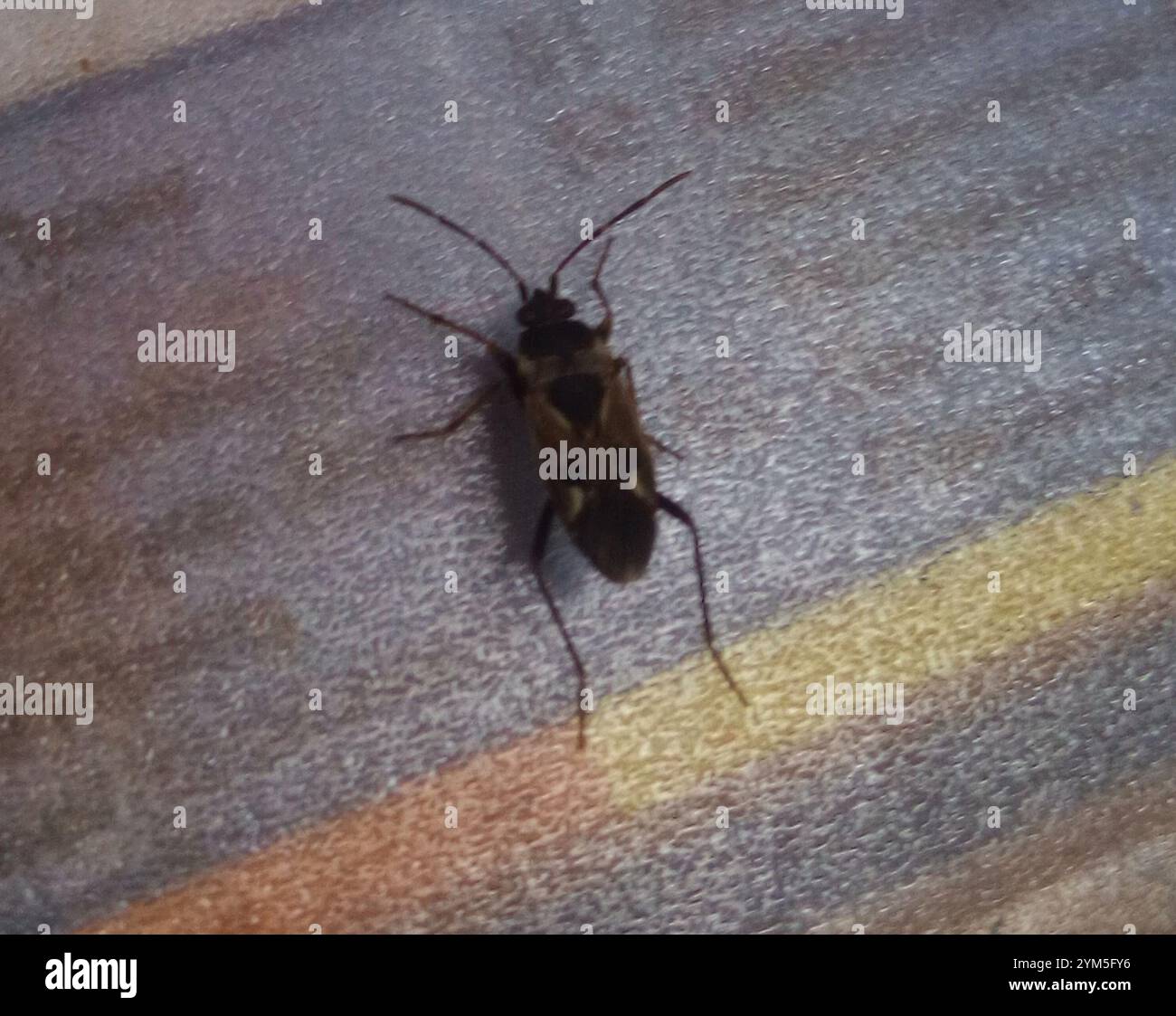 bright-spotted groundbug (Rhyparochromus vulgaris Stock Photo - Alamy