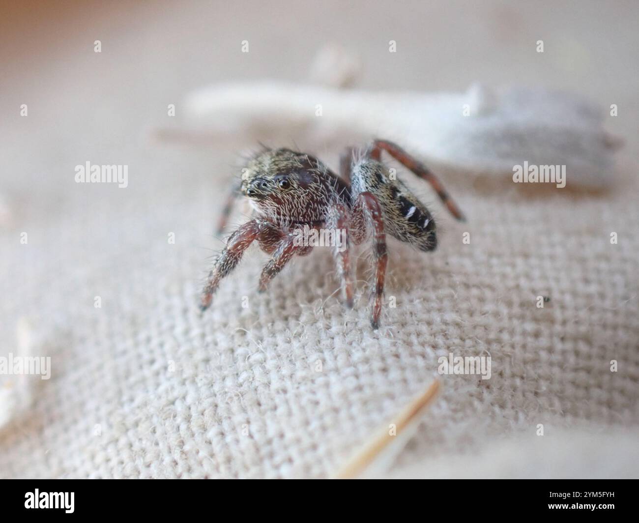 Marbled Purple Jumping Spider (Phidippus purpuratus Stock Photo - Alamy