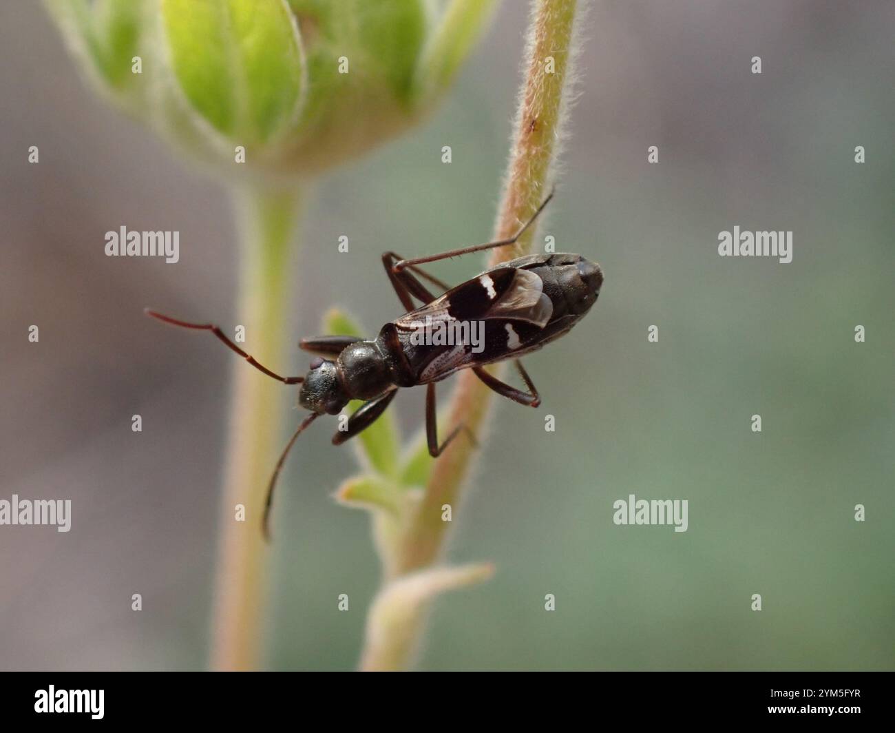 True Bugs (Heteroptera Stock Photo - Alamy