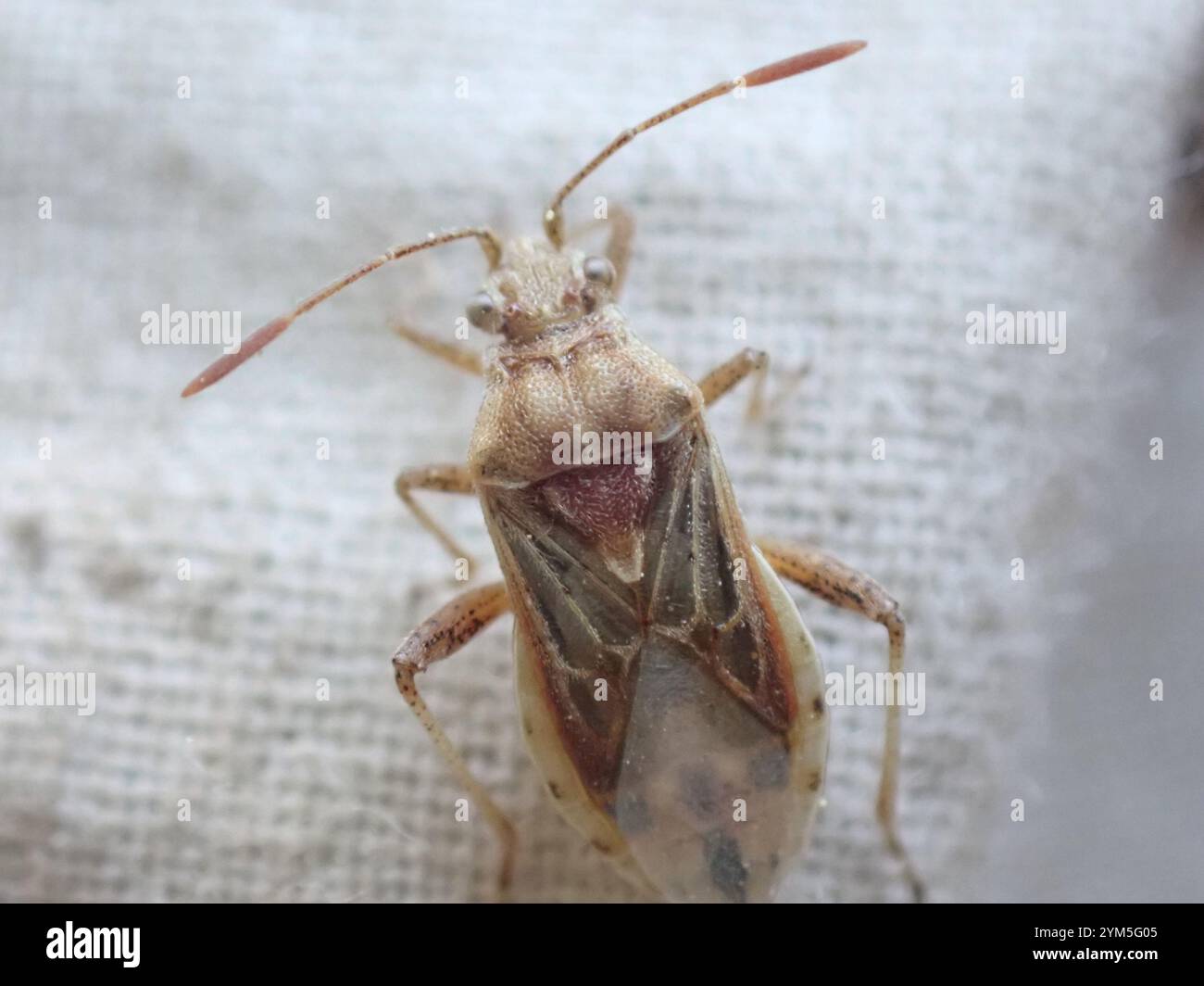 True Bugs (Heteroptera Stock Photo - Alamy