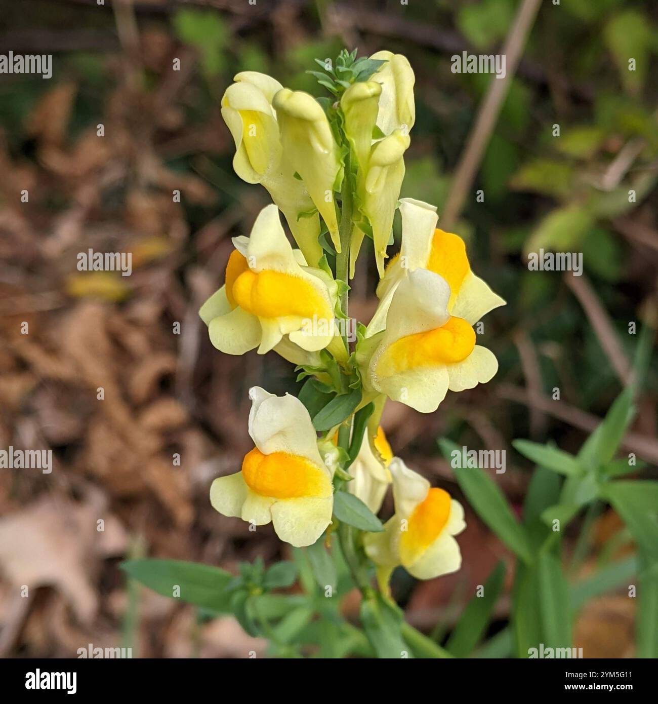 common toadflax (Linaria vulgaris Stock Photo - Alamy