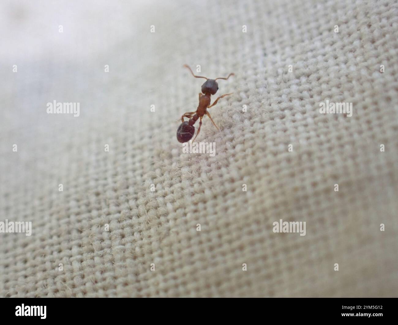 Acorn Ants and Allies (Temnothorax Stock Photo - Alamy