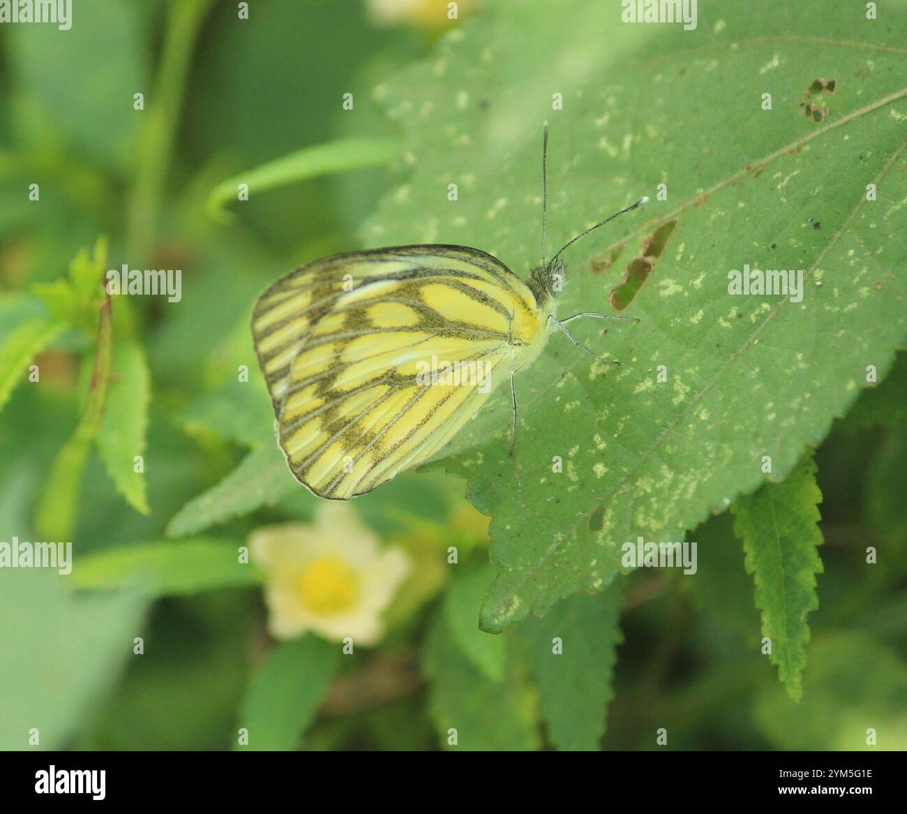 Common Gull (Cepora nerissa Stock Photo - Alamy
